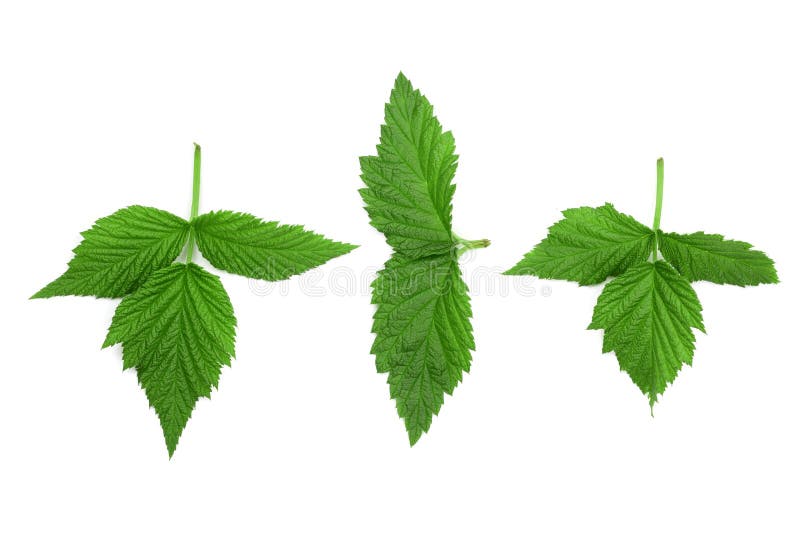 Raspberry Leaves Isolated on White Background. Top View Stock Image ...