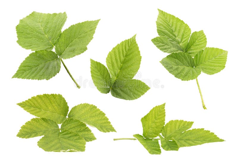 Raspberry Leaves Isolated on White Background Top View Stock Photo ...