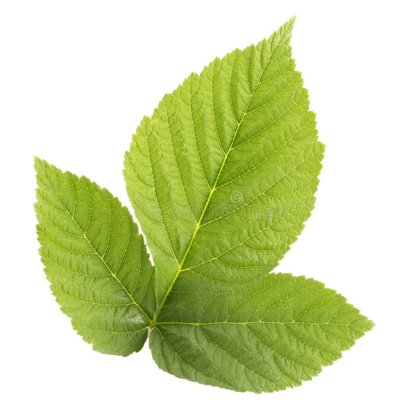 Raspberry Leaves Isolated on White Background Top View Stock Image ...