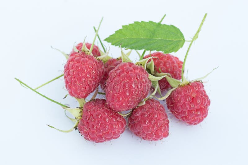 Raspberry with leaves stock image. Image of berry, agriculture - 50261183