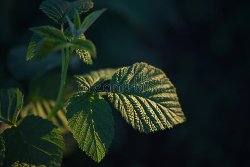 Raspberry Leaves in the Light of the Setting Sun. Green Leaves Stock ...