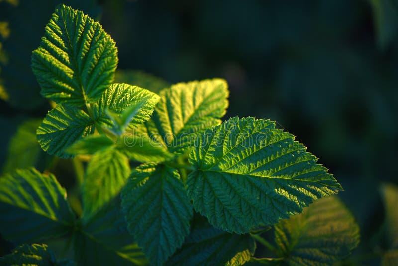 Raspberry Leaves in the Light of the Setting Sun. Green Leaves Stock ...