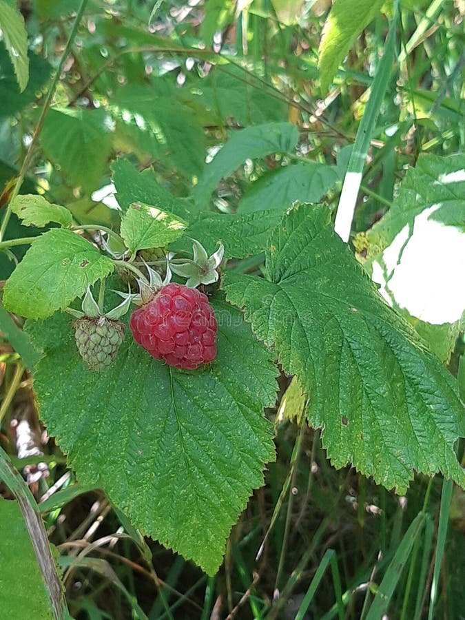 Raspberry Leaves Organic Raspberry Fruit Berry Natural Berries Canada ...