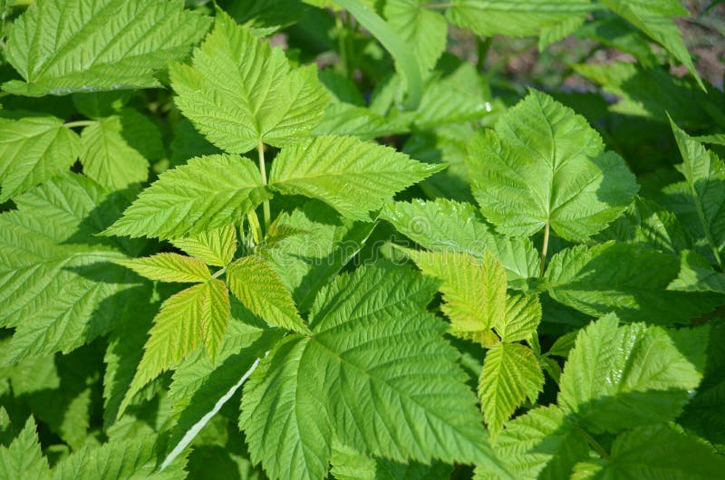 Raspberry leaves stock photo. Image of greenhouse, leaf - 76967432