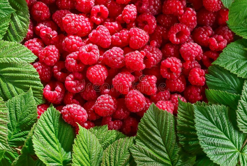 Raspberry with leaves . stock image. Image of closeup - 104351355