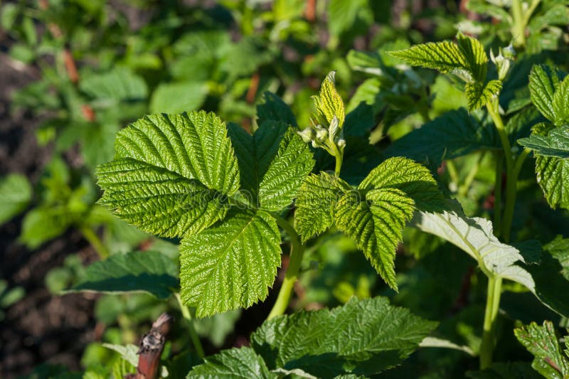 Raspberry Leaves in Spring. Growing Raspberries Stock Image - Image of ...