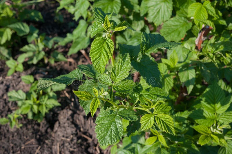 Raspberry Leaves in Spring. Growing Garden Raspberries Stock Photo ...