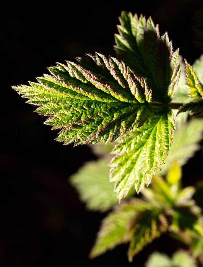Raspberry Leaves in Spring Isolated Black Background. Macro Stock Image ...