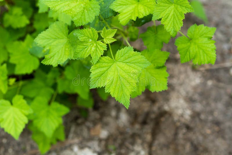 Raspberry Leaves - Top View Stock Photo - Image of floral, nature: 72886438