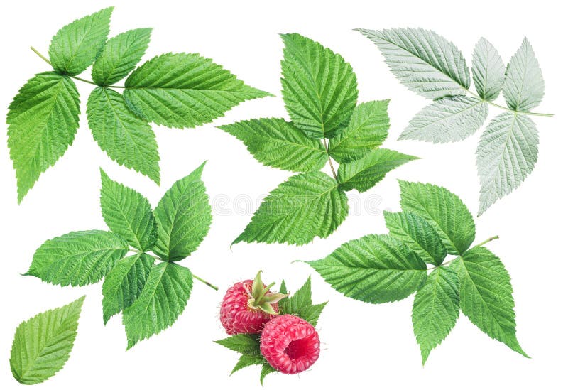 Wild Raspberry Leaves
