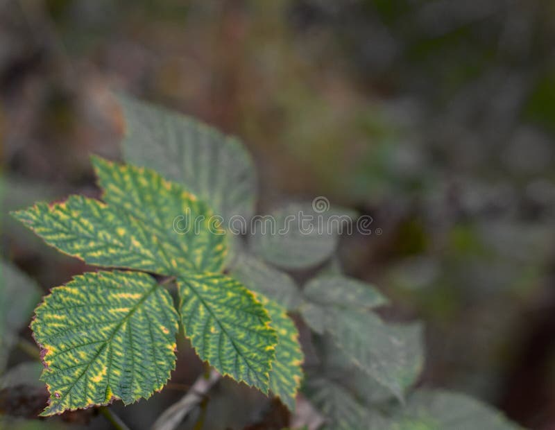 Raspberry Leaves on White Background. Autumn Stock Photo - Image of ...