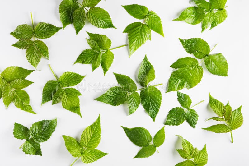 Raspberry Leaves on White Background, Pattern Stock Photo - Image of ...