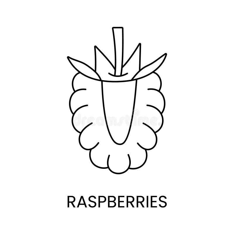 Raspberry Line Icon in Vector, Berry Illustration Stock Vector ...