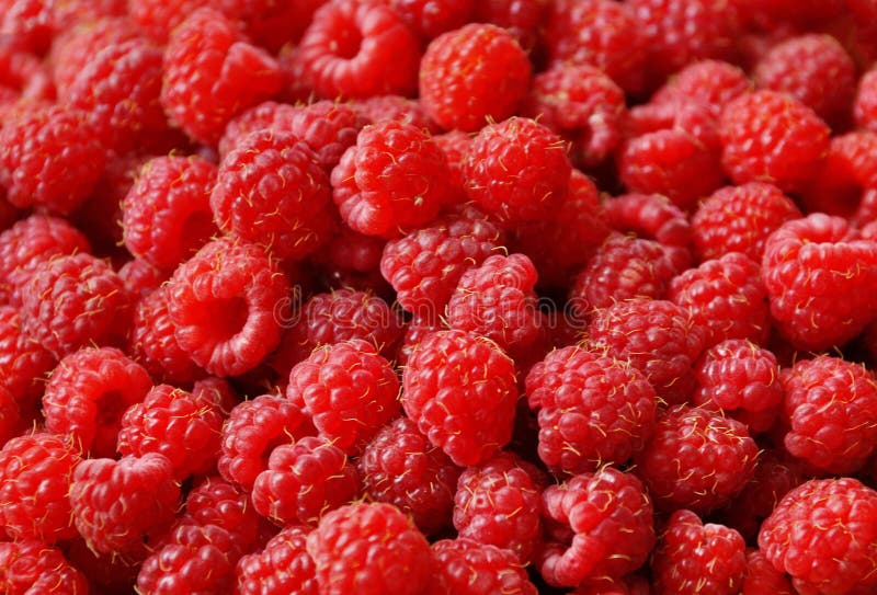 Raspberry Lot of Berries Texture Background Stock Photo - Image of ...