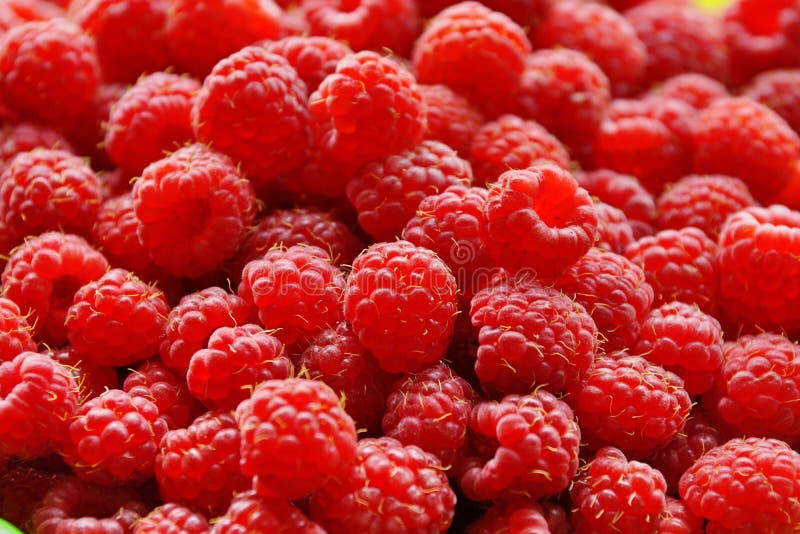 Raspberry Lot of Berries Texture Background Stock Photo - Image of ...