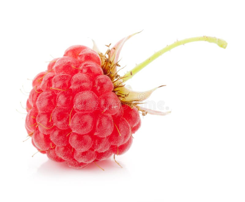 Raspberry stock photo. Image of ripe, freshness, juicy - 40731610
