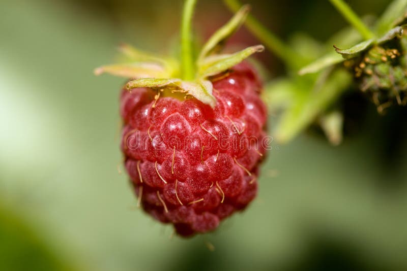 Raspberry macro stock photo. Image of objects, berries - 3272018