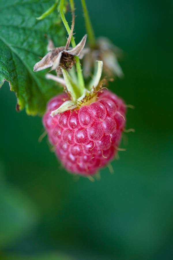 Raspberry macro stock photo. Image of natural, sweet, nature - 4674758