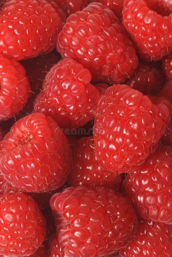 Raspberry macro stock image. Image of macrobiotic, vines - 5597865