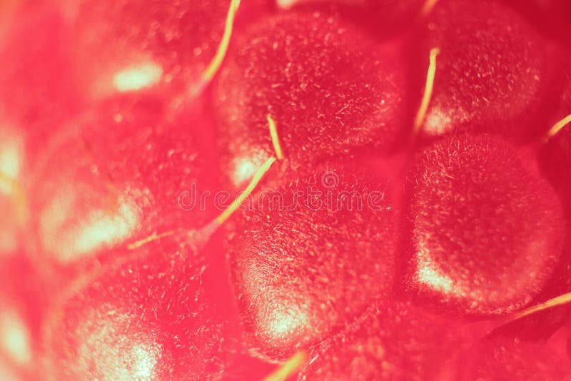 Raspberry Texture Background Stock Image - Image of plant, juicy: 181283451