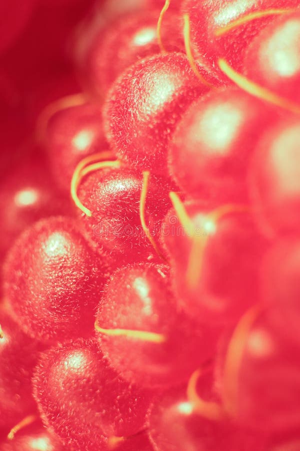 Raspberry Texture Background Stock Photo - Image of texture, nature ...