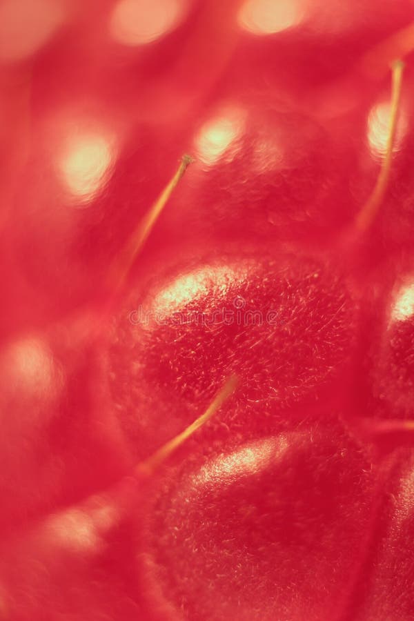 Raspberry Texture Background Stock Image - Image of freshness, plant ...