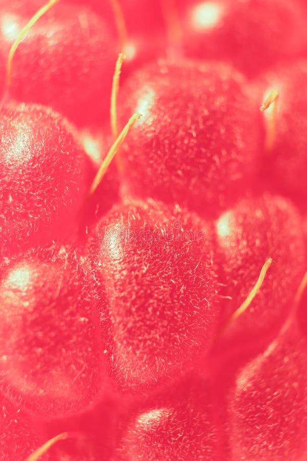 Raspberry Texture Background Stock Image - Image of fresh, texture ...