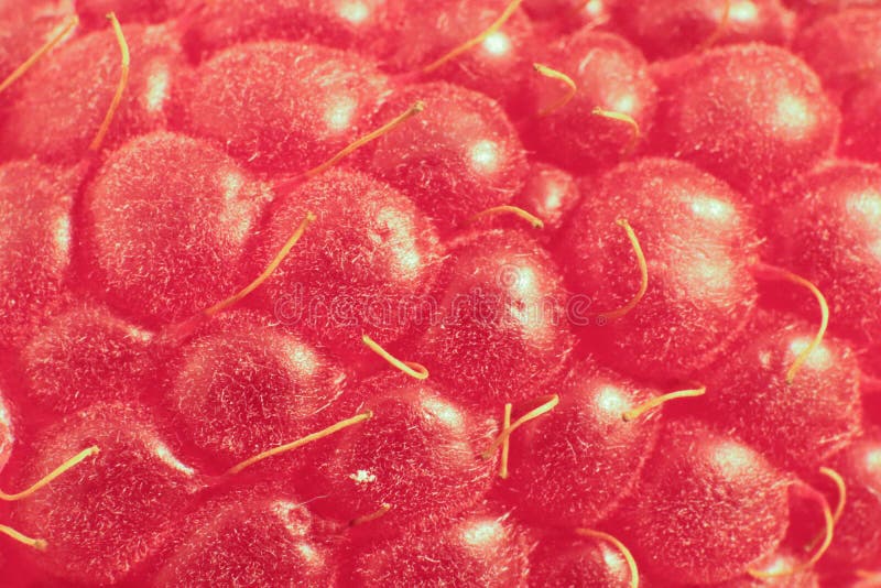 Raspberry Texture Background Stock Image - Image of raspberry, texture ...