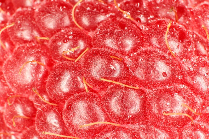 Raspberry Texture Background Stock Photo - Image of fibers, freshness ...