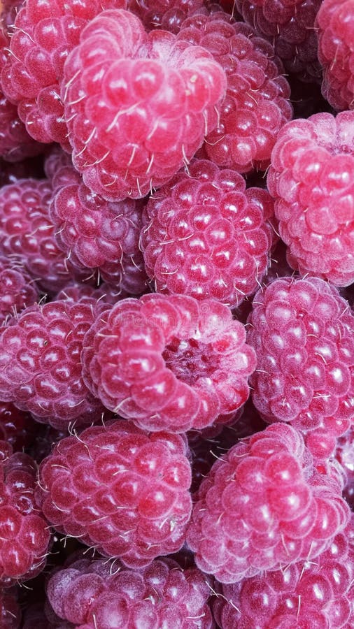 Raspberry in Macro Photography. Background Stock Photo - Image of view ...