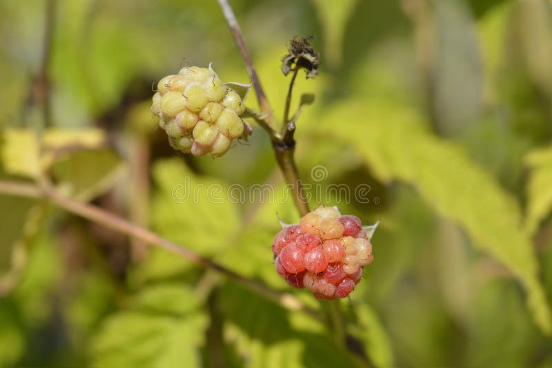 Malling Promise Stock Photos - Free & Royalty-Free Stock Photos from ...