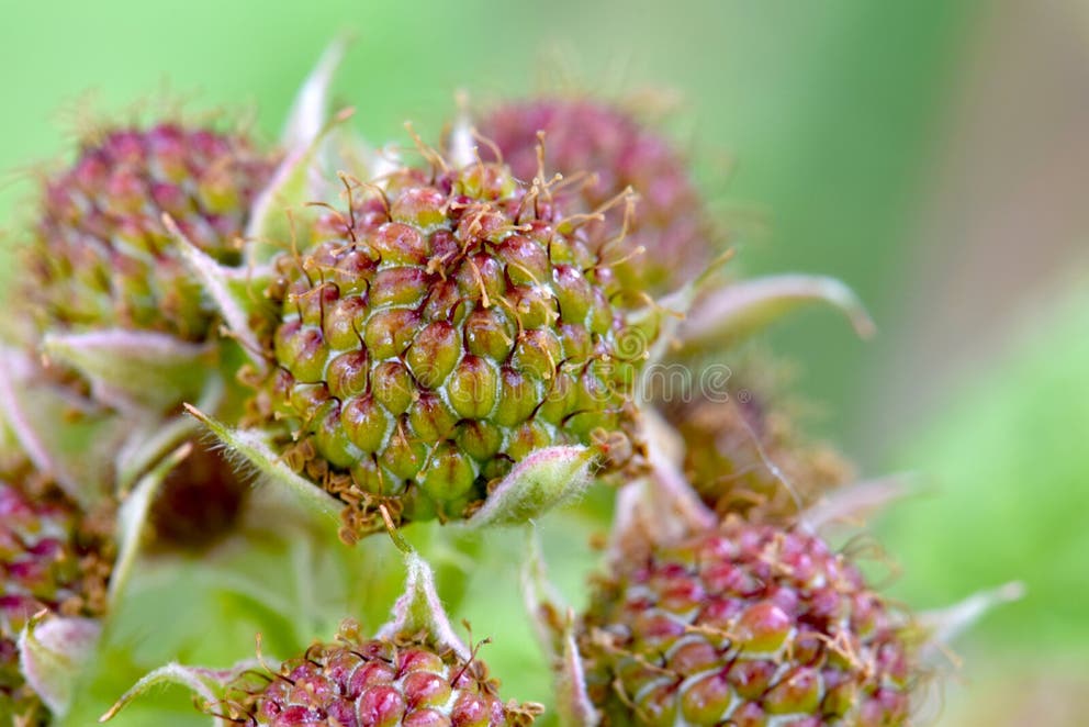 Green To Red Raspberry Ripening Mandala 02 Stock Image - Image of ...