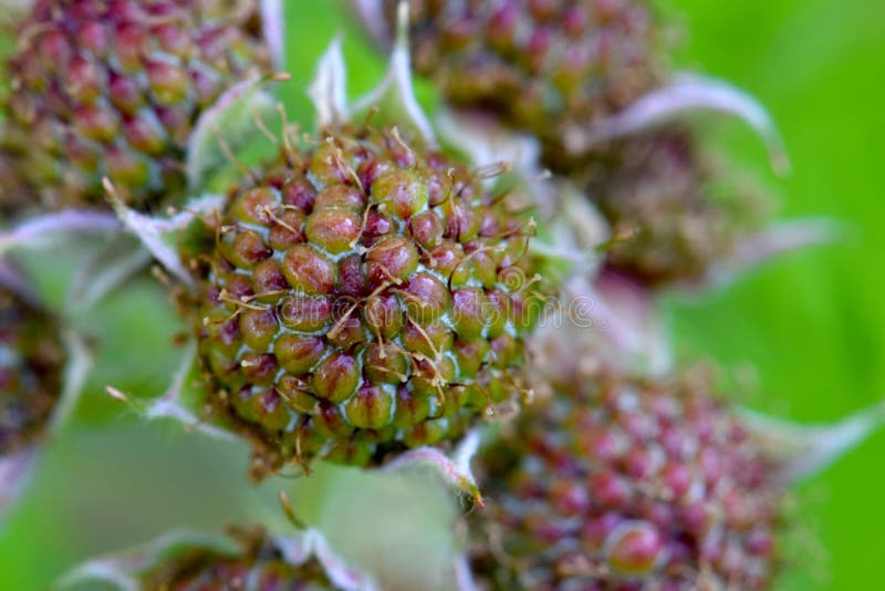 Green To Red Raspberry Ripening Mandala 03 Stock Photo - Image of ...
