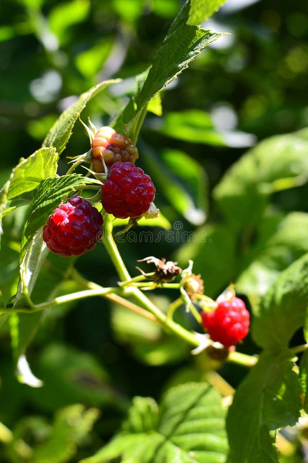 Raspberry with Mature Fruits Stock Photo - Image of macro, fruit: 228421428