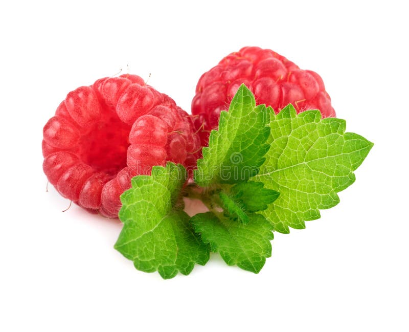 Raspberry with Mint Leaf Isolated on White Stock Photo - Image of ...