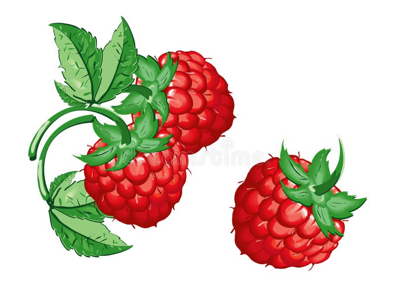 Raspberry Plants Stock Illustrations – 796 Raspberry Plants Stock ...