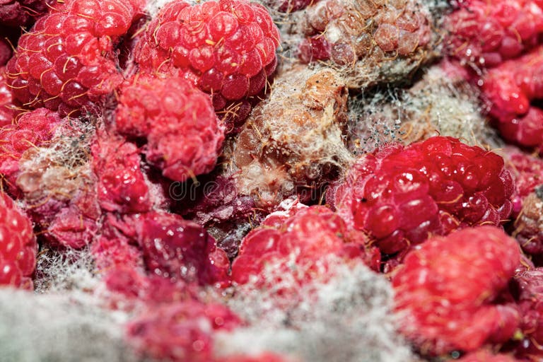 Raspberry with mold stock photo. Image of microscopic - 270903568