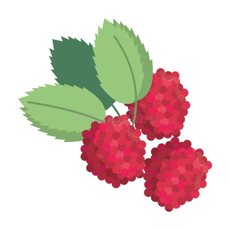 Raspberry. Set of Natural Elements Stock Vector - Illustration of ...