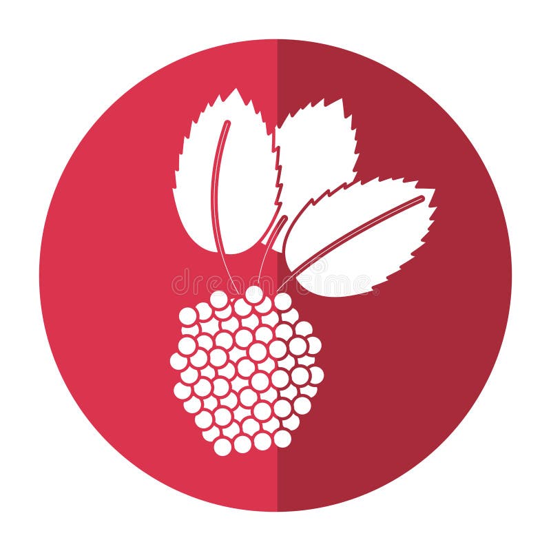 Raspberry Natural Diet Pictogram Stock Vector - Illustration of cherry ...