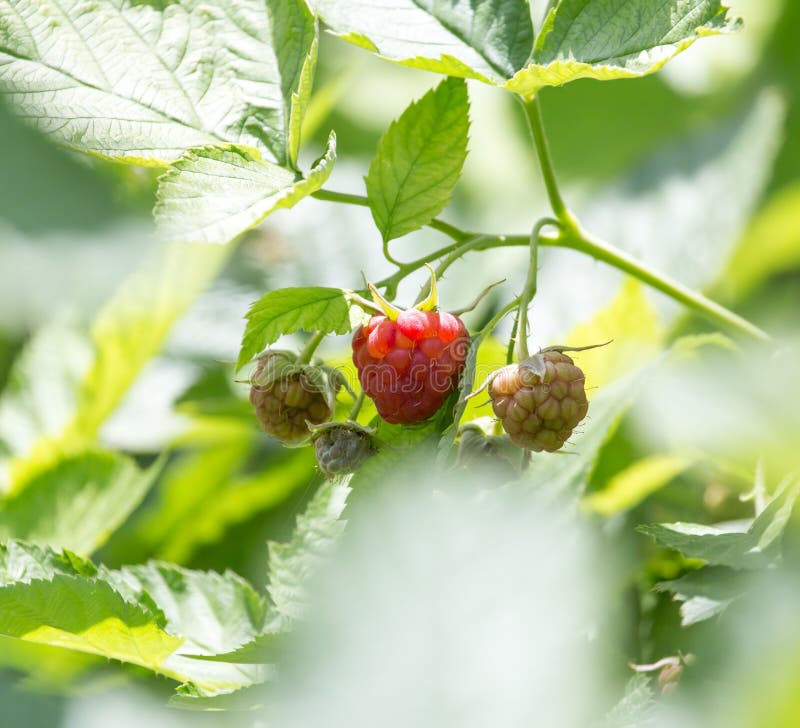 Raspberry in nature . stock photo. Image of bunch, forest - 100523464