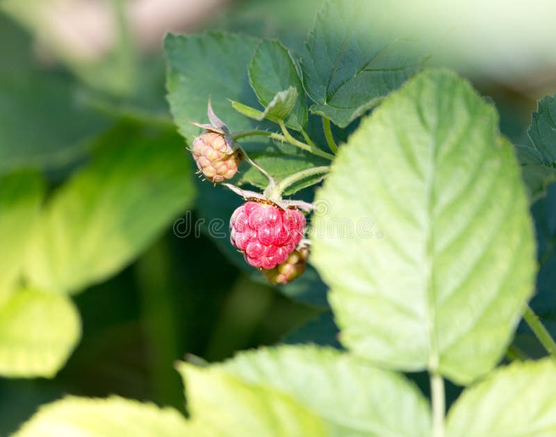 Raspberry in nature stock image. Image of group, bunch - 104470035