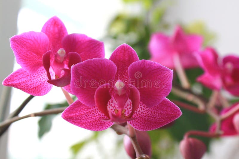 Raspberry Orchid Flowers Phalaenopsis on a Light Background Stock Photo ...