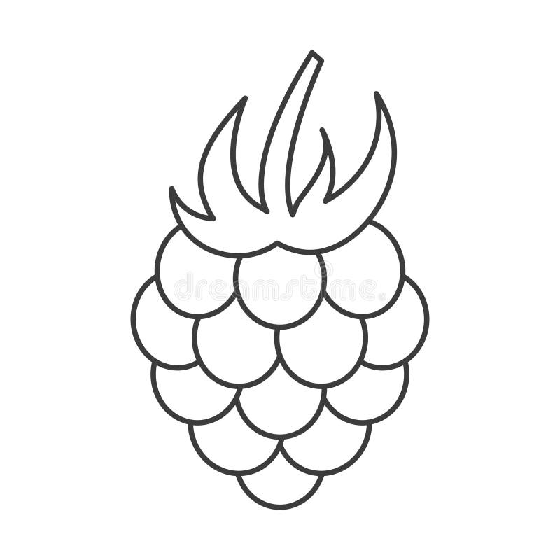Raspberry outline icon stock vector. Illustration of organic - 319110963