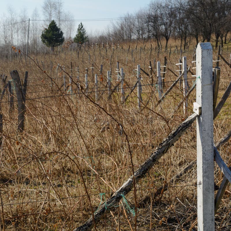 Raspberry Patch. Raspberry Plants before Pruning. Selective Focus ...