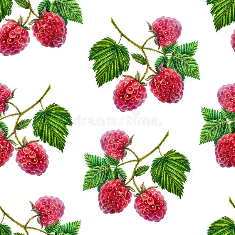 Raspberry. Pattern with Raspberry Branches, Berries and Leaves ...