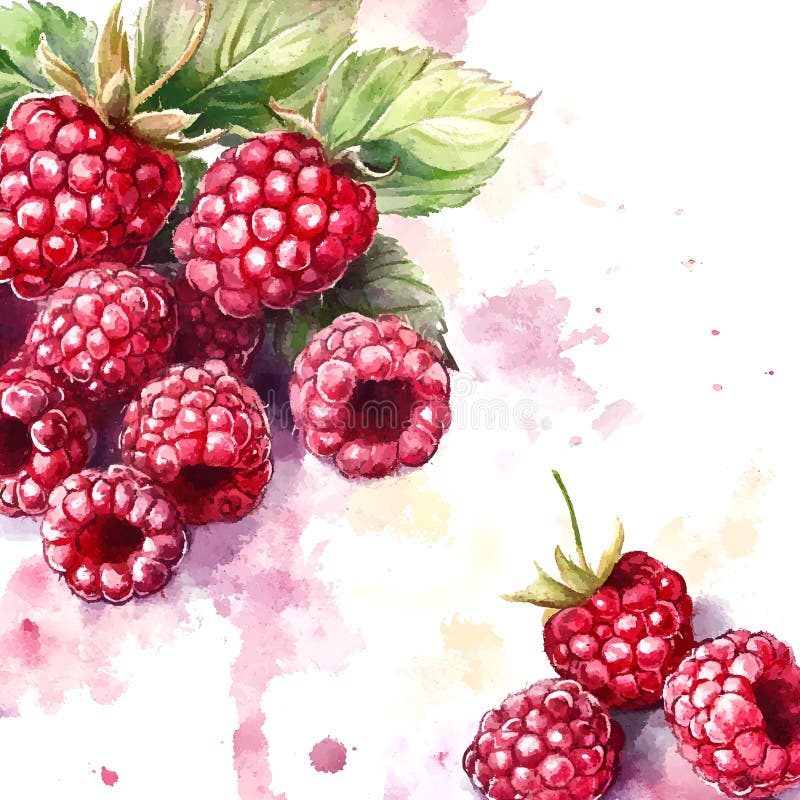 Raspberry Pattern Watercolor Stock Illustration - Illustration of ...