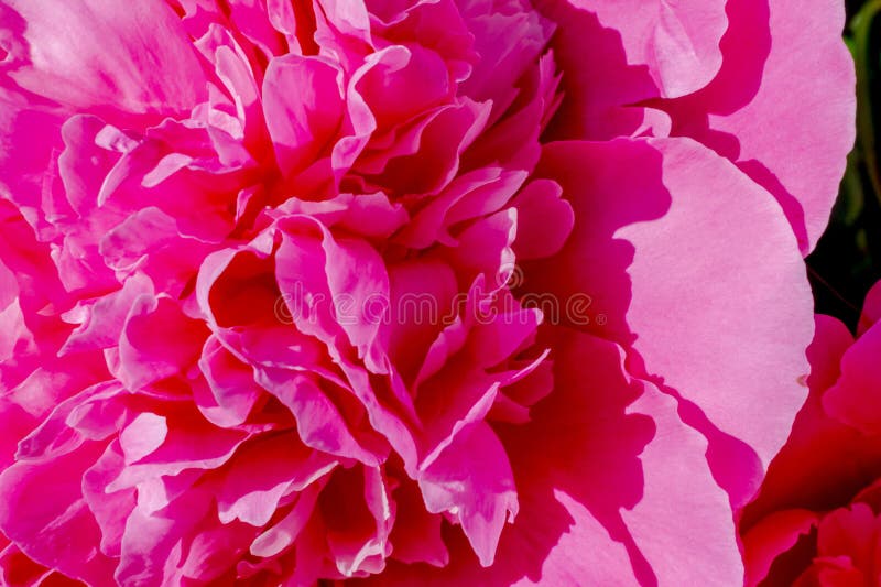 Raspberry peony. Macro stock image. Image of foliage - 272441351