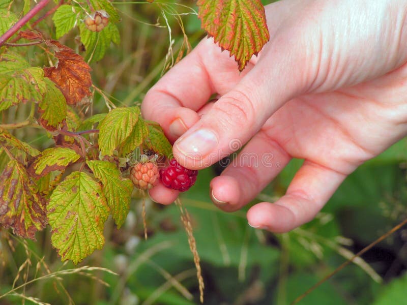 Raspberry picking 2 stock photo. Image of raspberries - 1092716