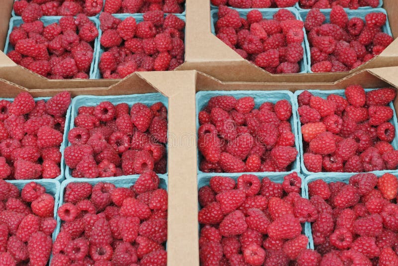 Raspberry Pints in Cardboard Flats Stock Photo - Image of cardboard ...