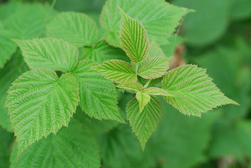 Raspberry plant stock image. Image of greenery, wild - 10303303